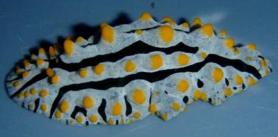 Phyllidia sp. - farbige Warzen-Schnecke bei AqZeNo online oder im ...