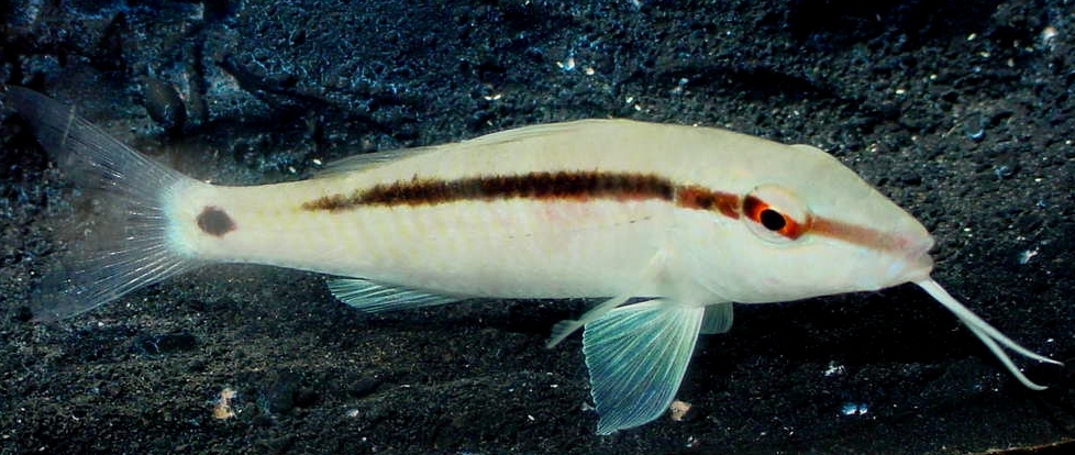 Parupeneus barberinus - Strichpunkt-Meerbarbe bei AqZeNo online oder im ...