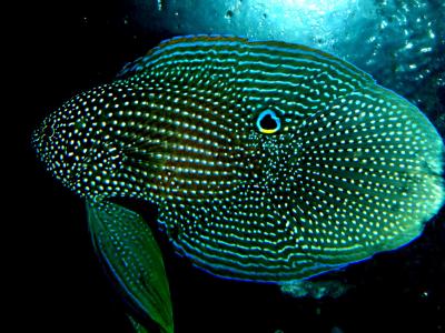 Calloplesiops argus - Phantom-Mirakelbarsch bei AqZeNo online oder im ...