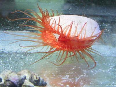 Lima scabra - blinkende Feilenmuschel bei AqZeNo online oder im ...