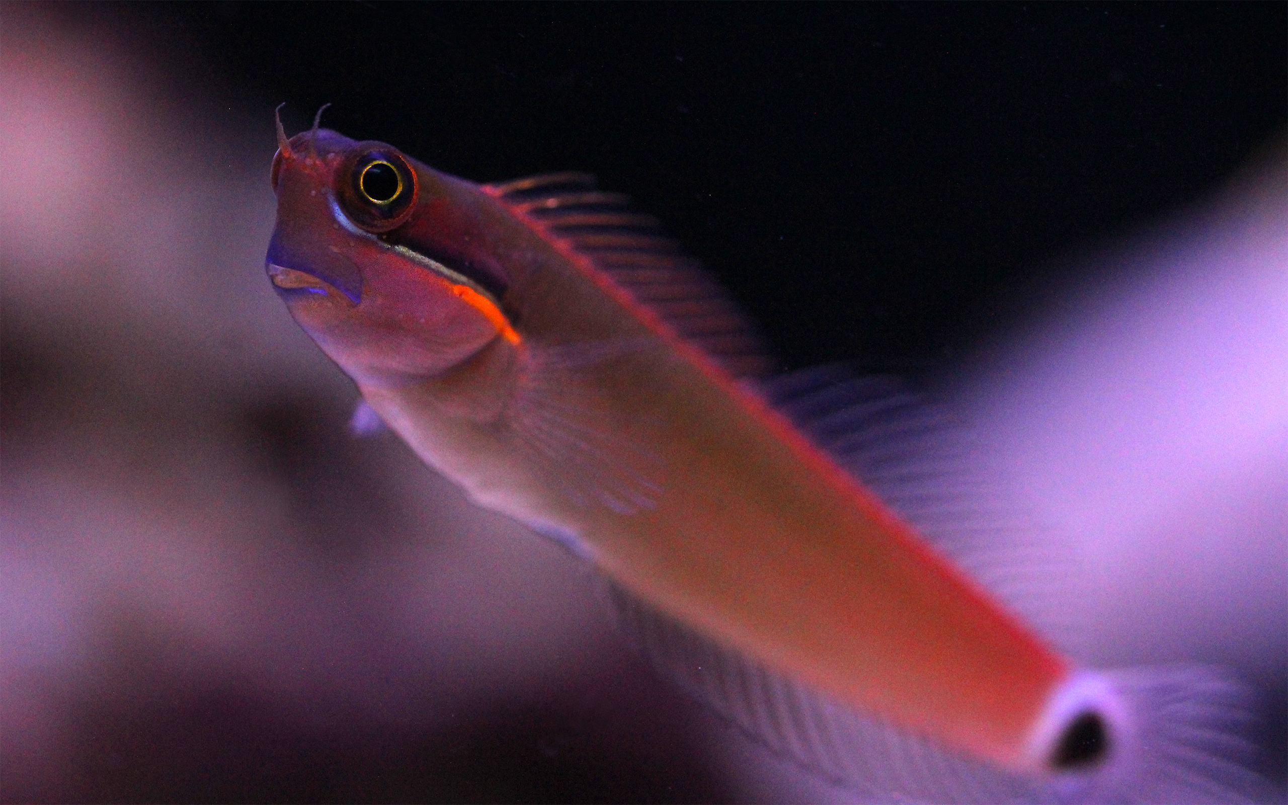 Buy Blenniidae blennies from the specialist | AqZeNo - Aquatics Onlineshop