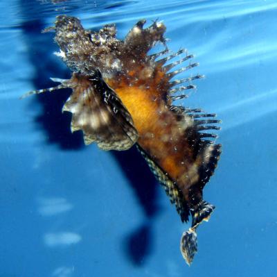 Inimicus sinensis - Chinesischer Teufelsfisch bei AqZeNo online oder im ...