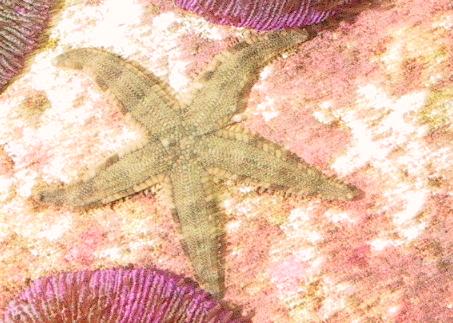 Archaster angulatus - grabender Sandseestern bei AqZeNo online oder im ...