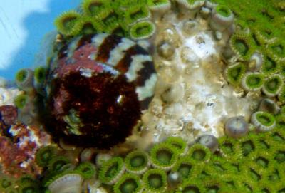 Trochus spp. - kleine Algenschnecke bei AqZeNo online oder im ...