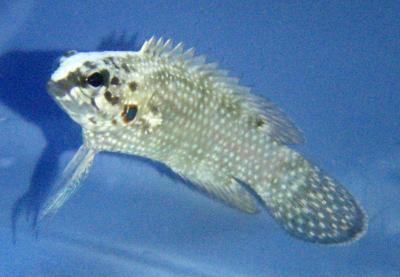 Plesiops corallicola - Blaukiemen-Mirakelbarsch bei AqZeNo online oder ...