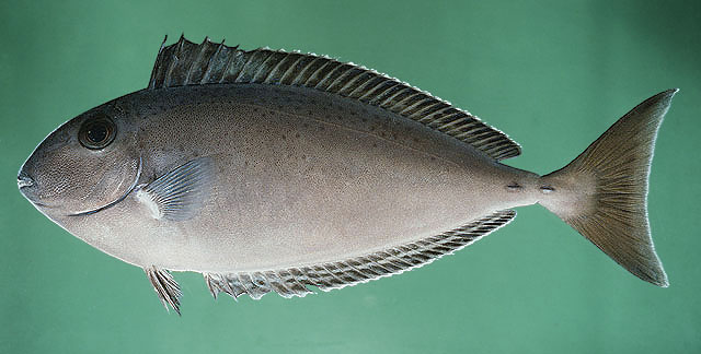 Naso lopezi - Lopez Nashornfisch bei AqZeNo online oder im ...