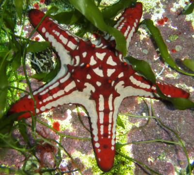 Protoreaster lincki - roter Noppen-Seestern bei AqZeNo online oder im ...