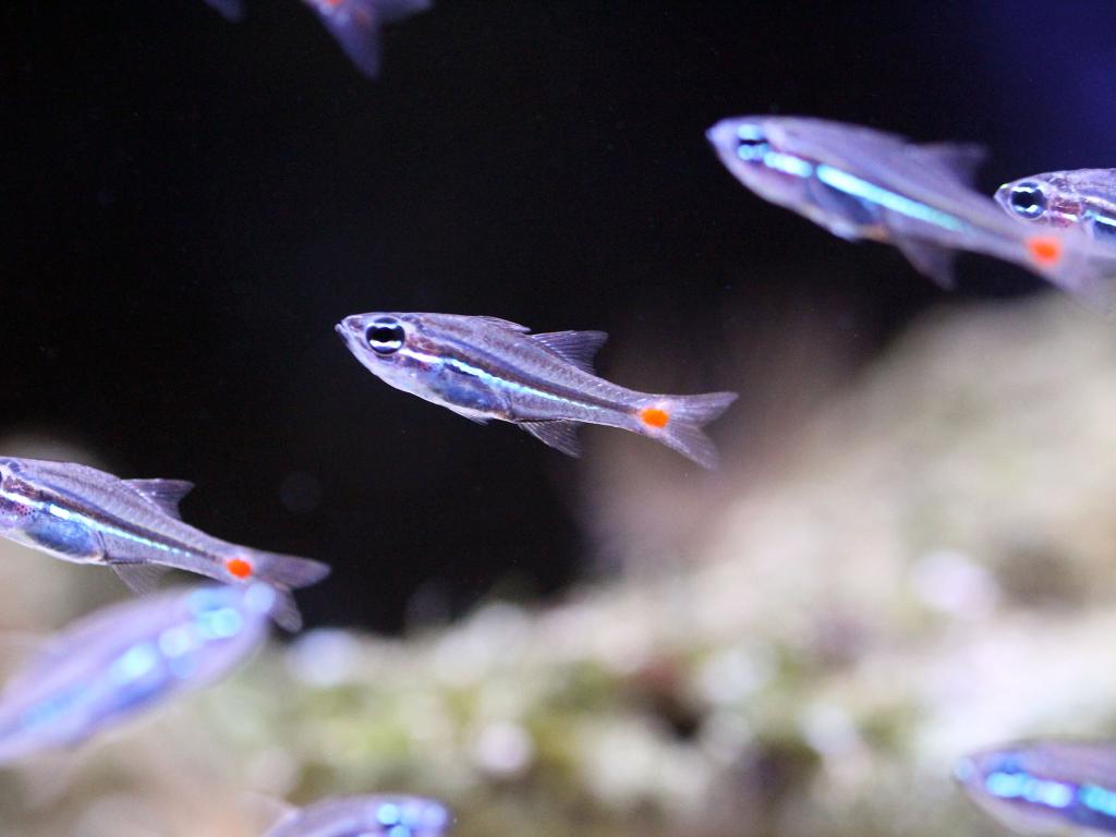 Apogon parvulus - Rotflecken-Kardinalbarsch bei AqZeNo online oder im ...