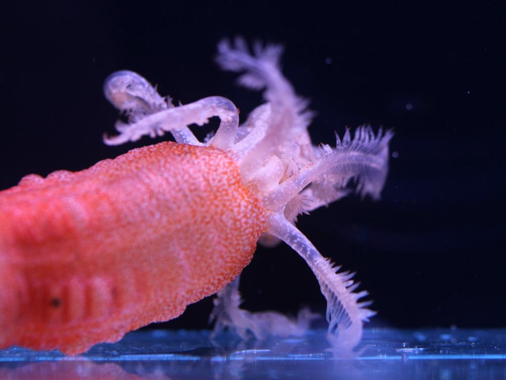 Opheodesoma australiensis - australische Wurmseegurke bei AqZeNo online ...