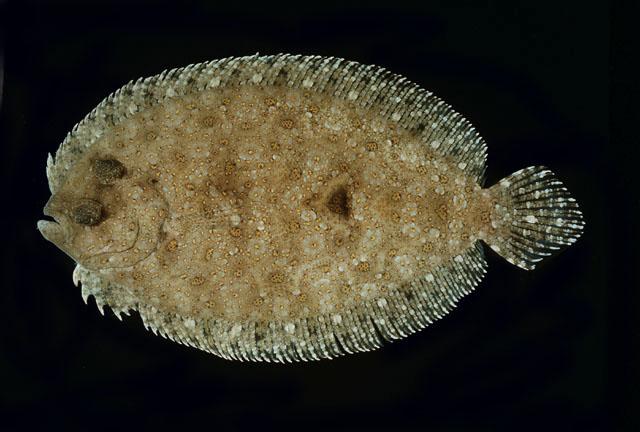 Buy Bothidae flounder from the specialist | AqZeNo - Aquatics Onlineshop