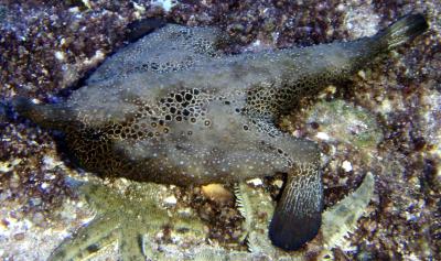 Ogcocephalus vespertilio - Seefledermaus bei AqZeNo online oder im ...
