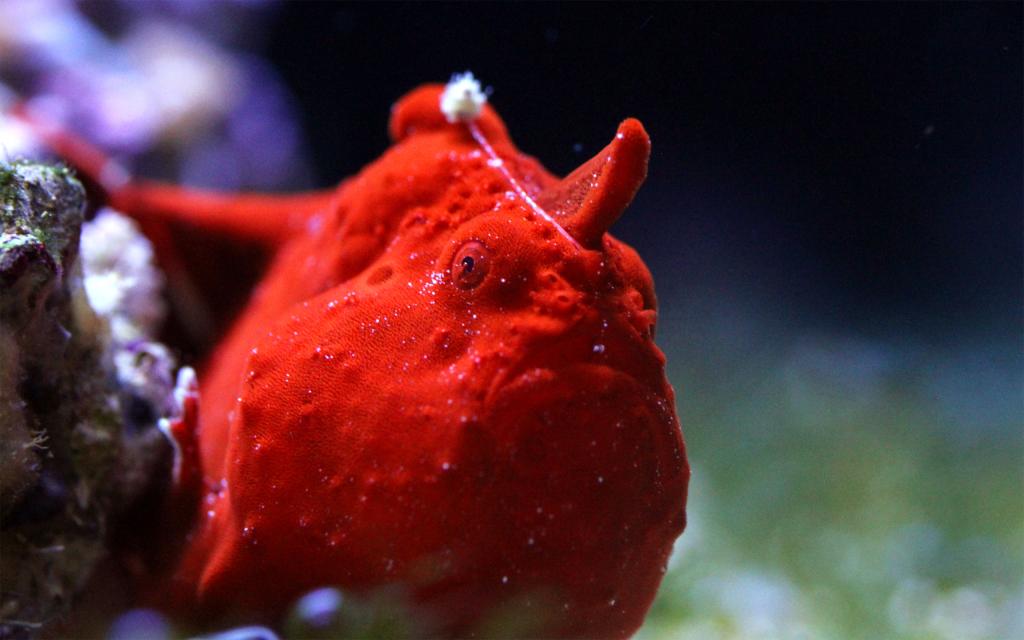 Antennarius spec. - Anglerfisch, rot bei AqZeNo online oder im ...