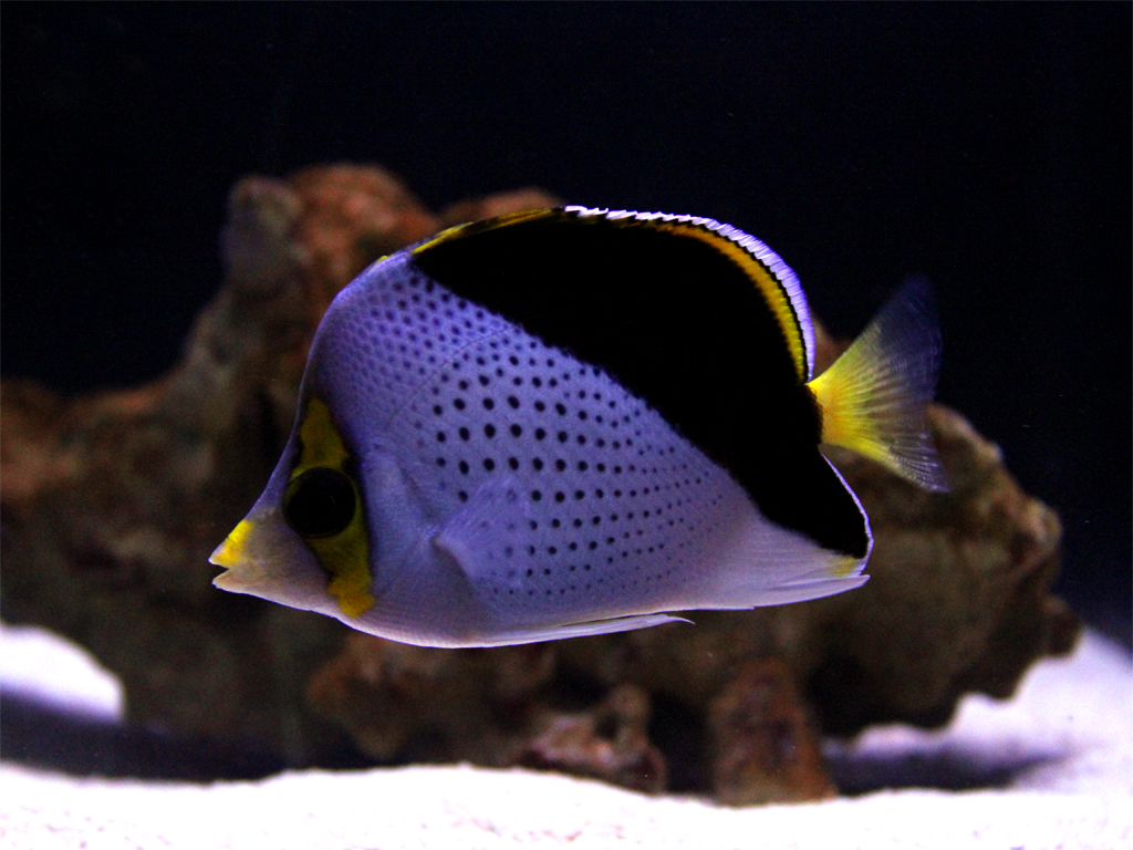 Chaetodon tinkeri - Tinker Falterfisch bei AqZeNo online oder im ...