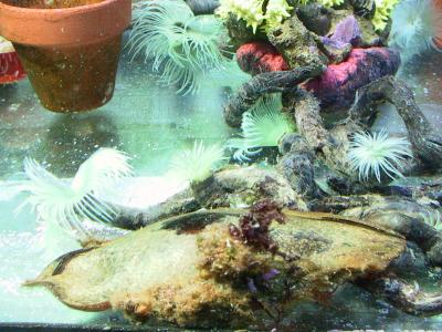 Chiloscyllium spec. - Haieier, unbestimmt bei AqZeNo online oder im ...