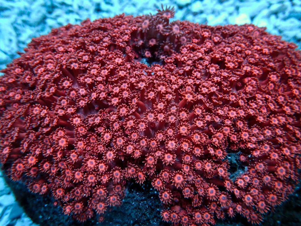 Poritidae | AqZeNo - Aquatics Onlineshop