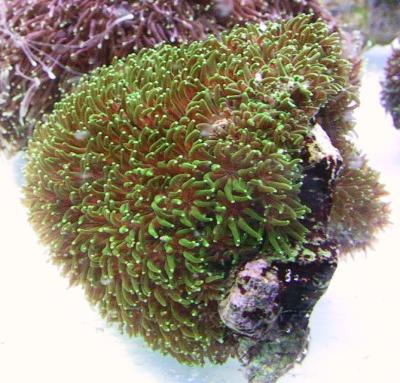 Oculinidae Kristallkorallen für Ihr Meeresaquarium kaufen | AqZeNo ...