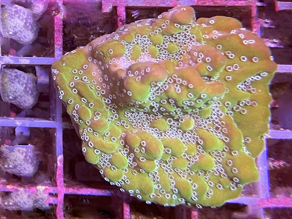 Montipora undata - Montipora white Polyps Frag bei AqZeNo online oder ...