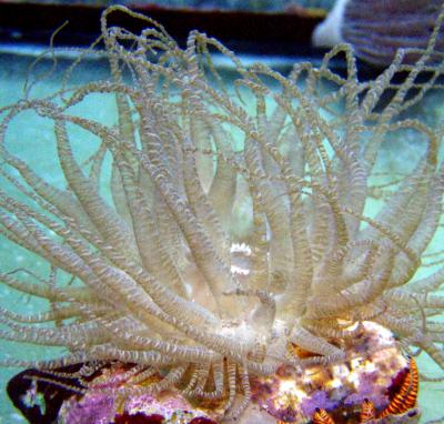 Bartholomea annulata - karibische Wachsrose bei AqZeNo online oder im ...