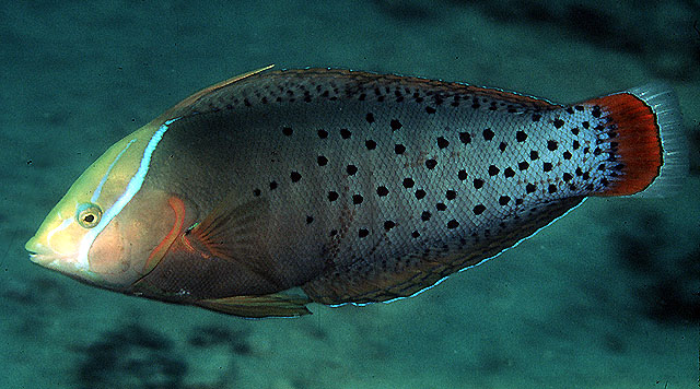 Coris formosa - Afrika-Junker bei AqZeNo online oder im Ladengeschäft ...