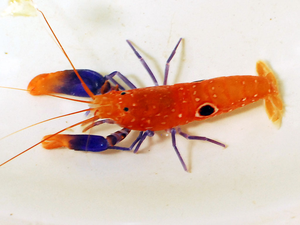 Alpheus soror - Pistolenkrebs, gelb-lila bei AqZeNo online oder im ...